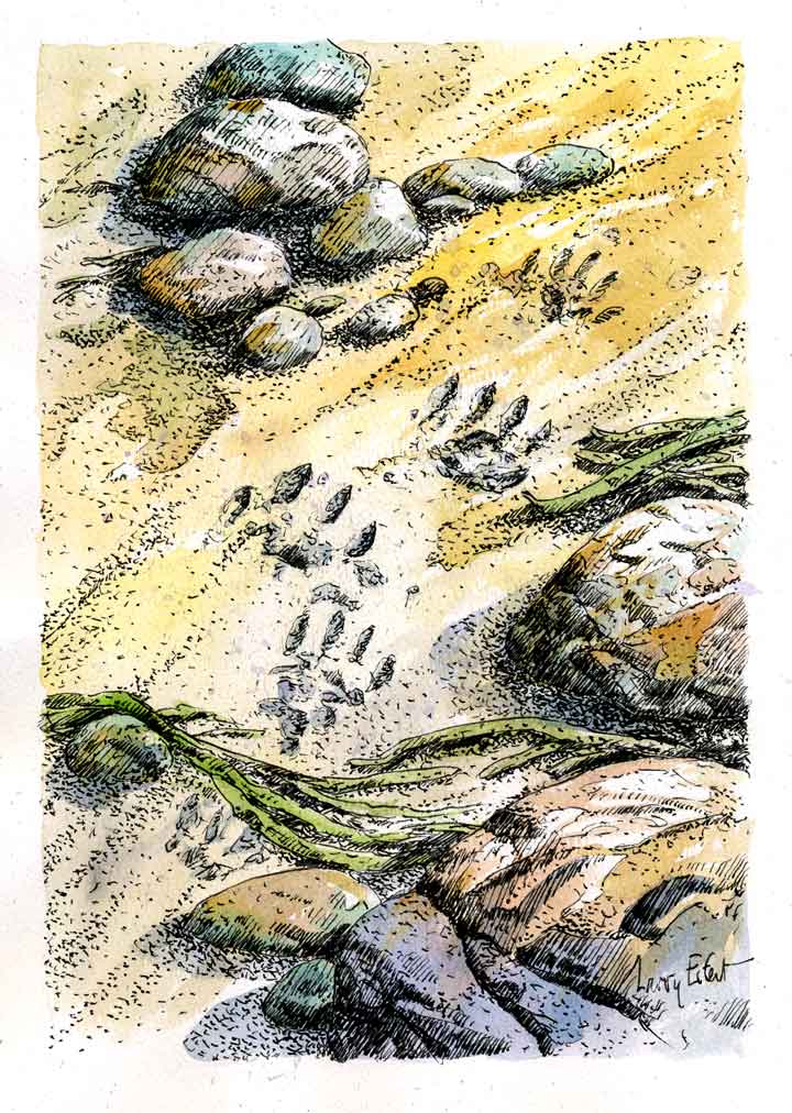 Otter Tracks | The Art of Larry Eifert