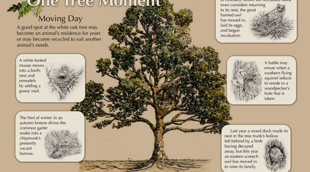 One Tree Moment for Ballard Nature Center | The Art of Larry Eifert