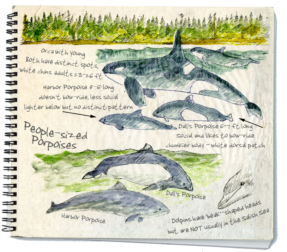 The Porpoises vs The Dolphins | The Art of Larry Eifert