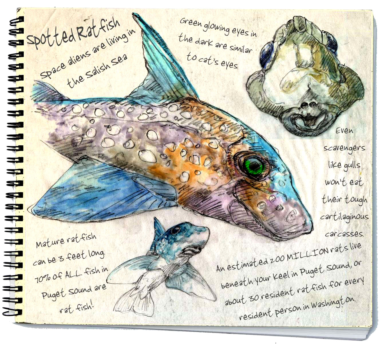 Ratfish – My 48-North Page for May, 2014 | The Art of Larry Eifert