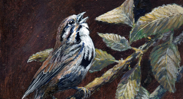 Song Sparrow study | The Art of Larry Eifert