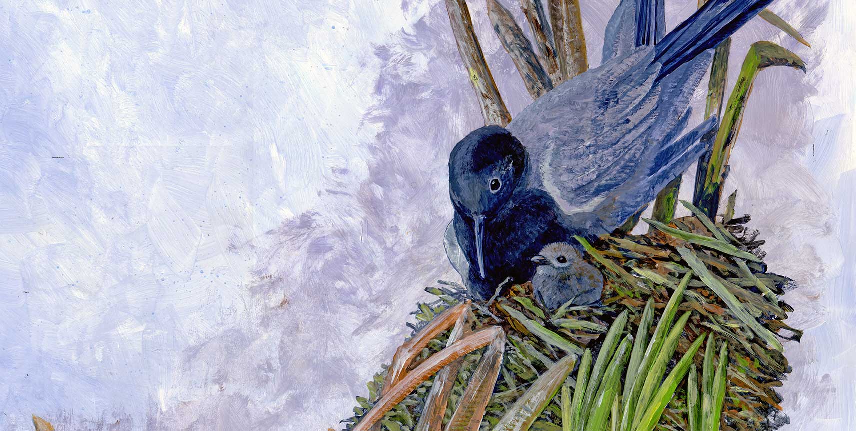 Nesting Black Tern | The Art of Larry Eifert