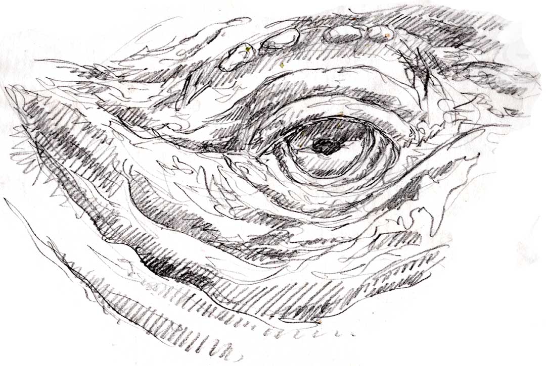 Smaller Line Drawings | The Art of Larry Eifert
