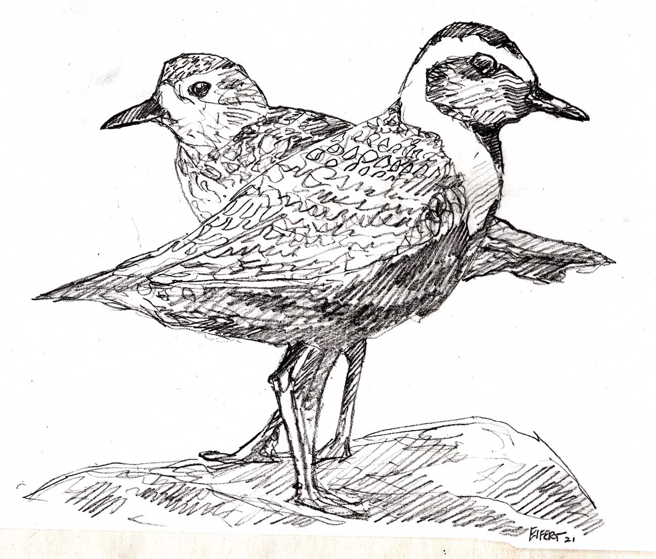 American Golden-plover | The Art of Larry Eifert