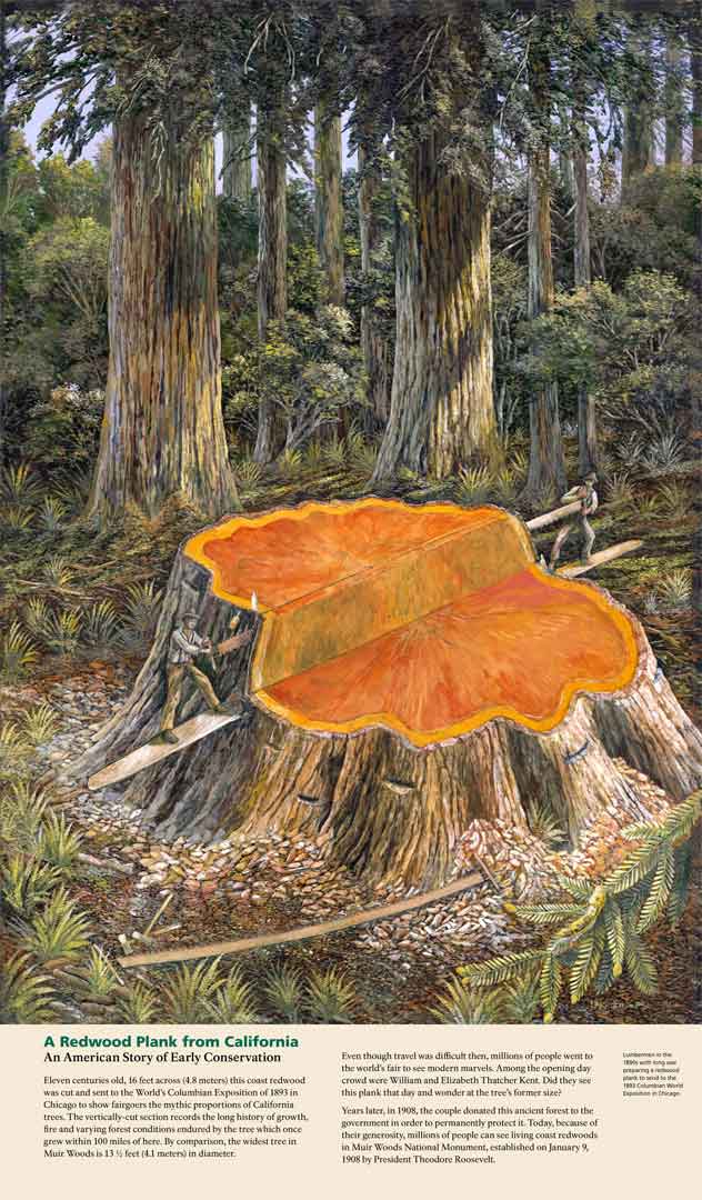 Logging the Redwoods | The Art of Larry Eifert